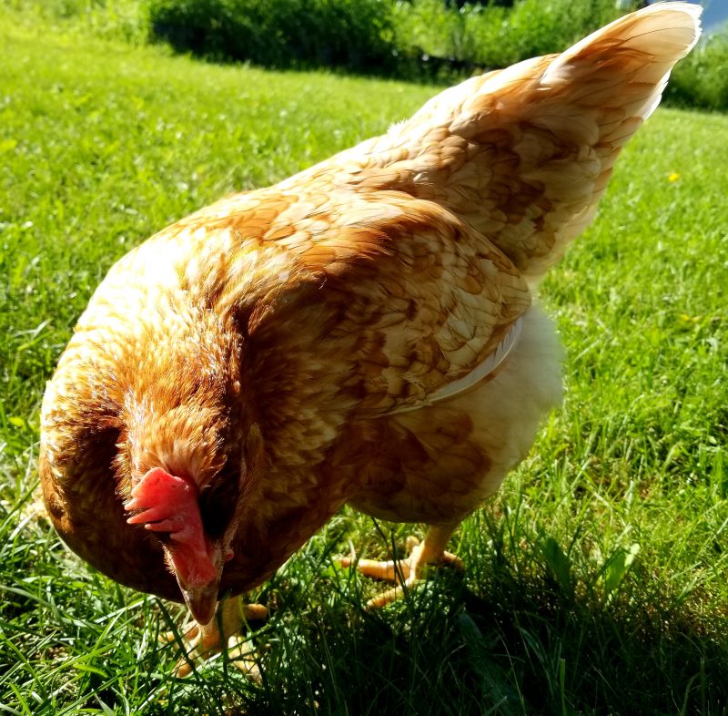 Poules pondeuse rousse ~ Génération Grains Natures